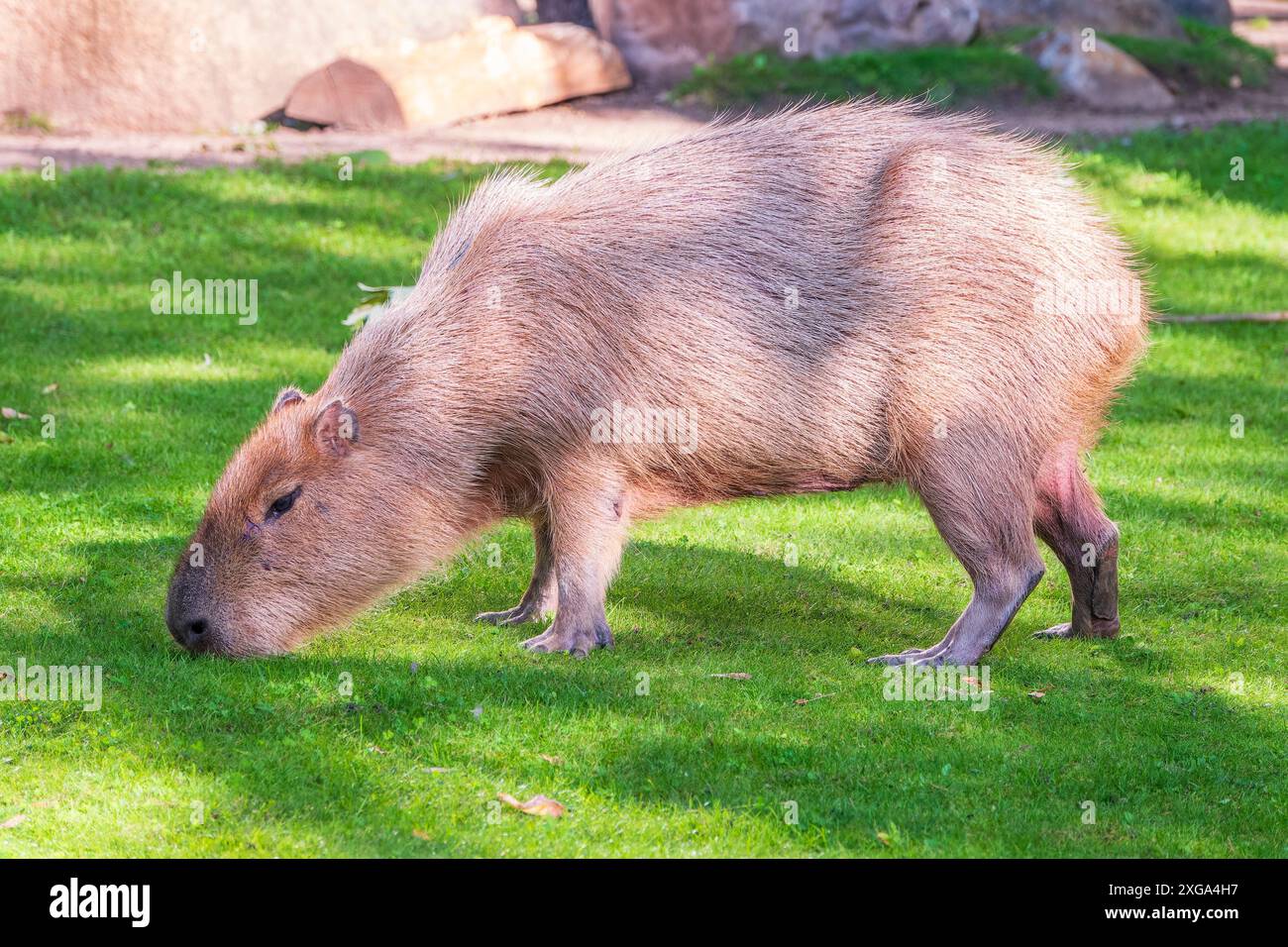 A large capybara walks on the green grass in the park. South American ...