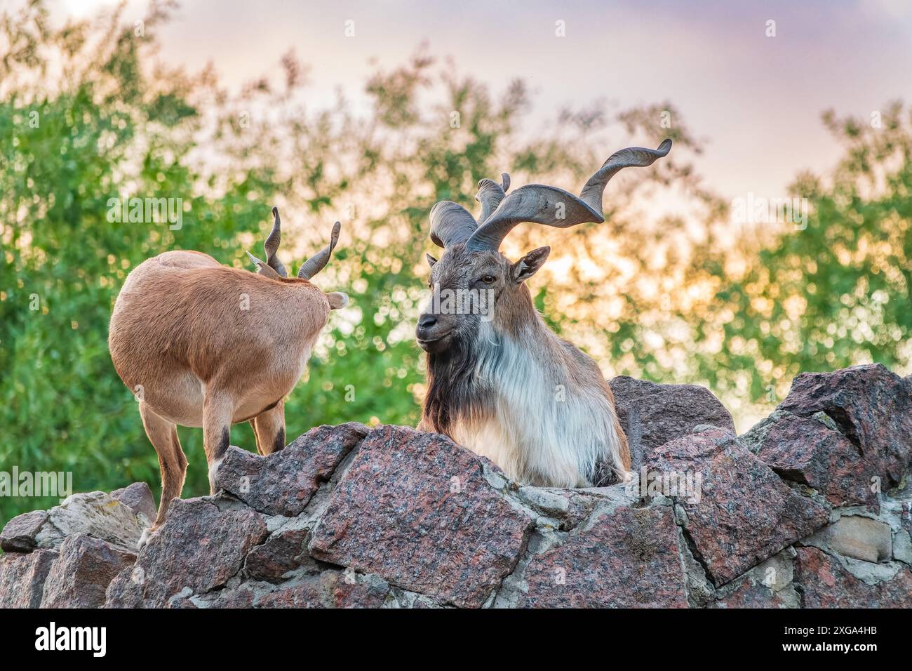 Markhor male and female on the rock. Latin name - Capra falconeri. Wild ...