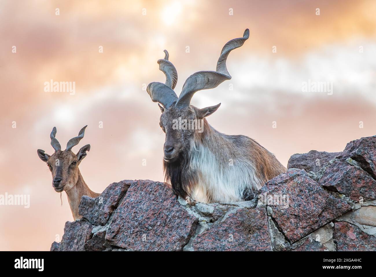 Markhor male and female on the rock. Latin name - Capra falconeri. Wild ...