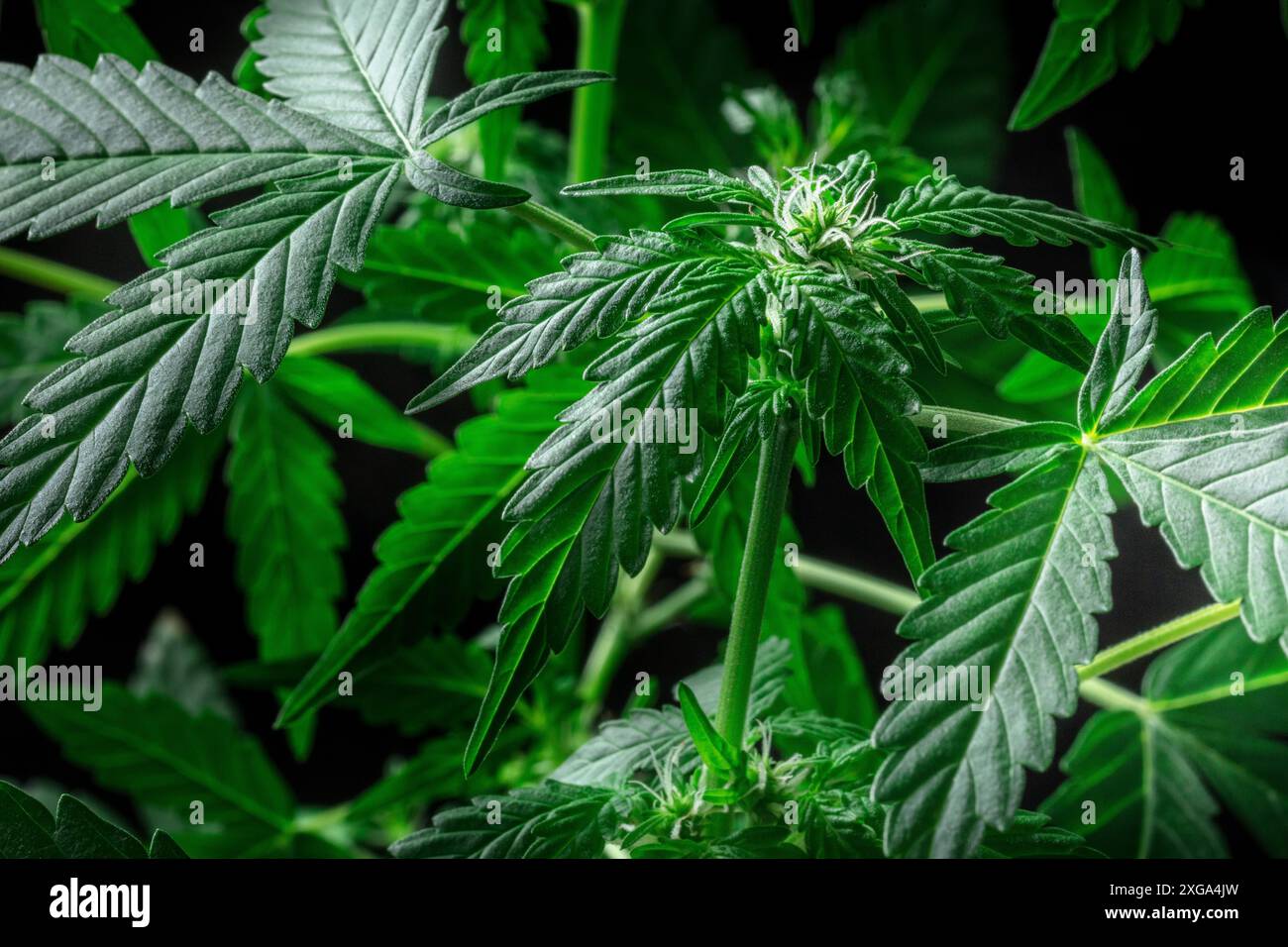 Flowering cannabis plants with vibrant green leaves and white stigmas ...