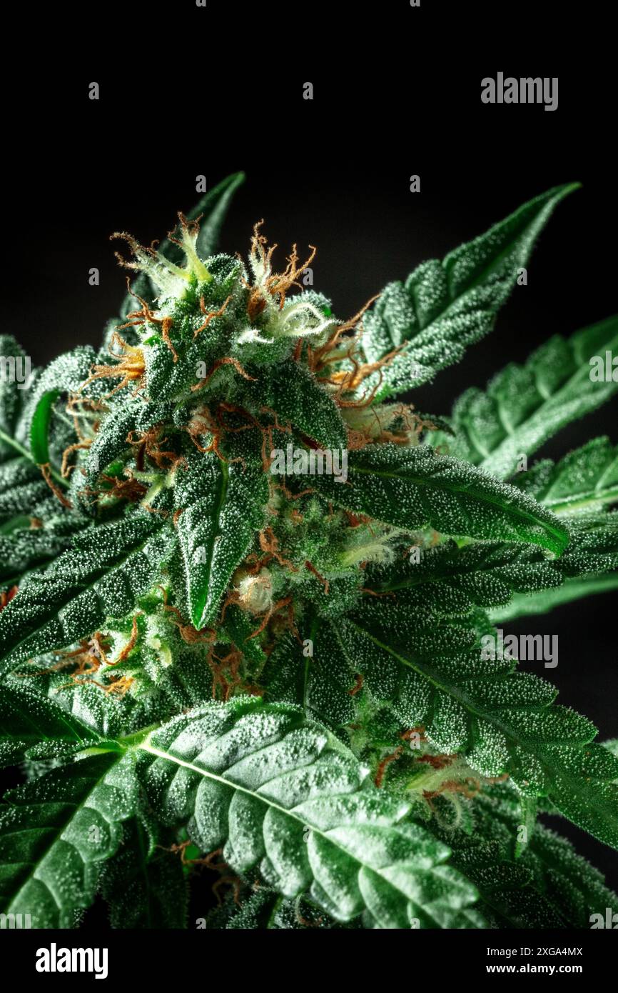 Flowering cannabis plant with white and yellow stigmas on a black ...