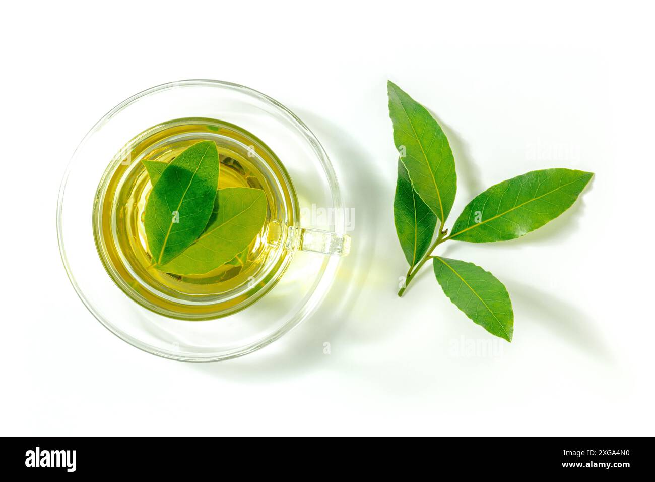 Bay leaf tea and a branch of laurel leaves, overhead flat lay shot on a ...