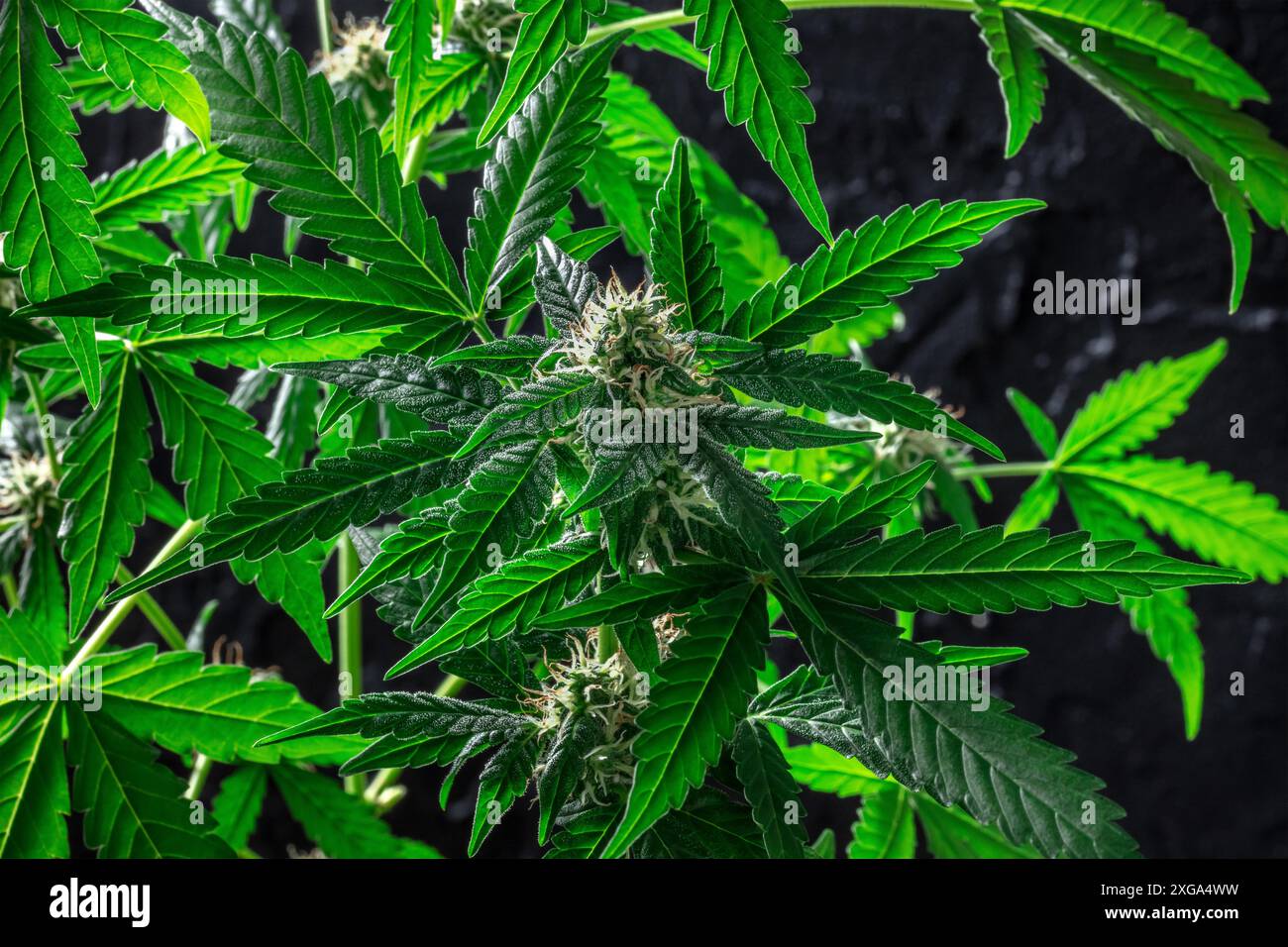 Flowering cannabis plants with vibrant green leaves and white and ...