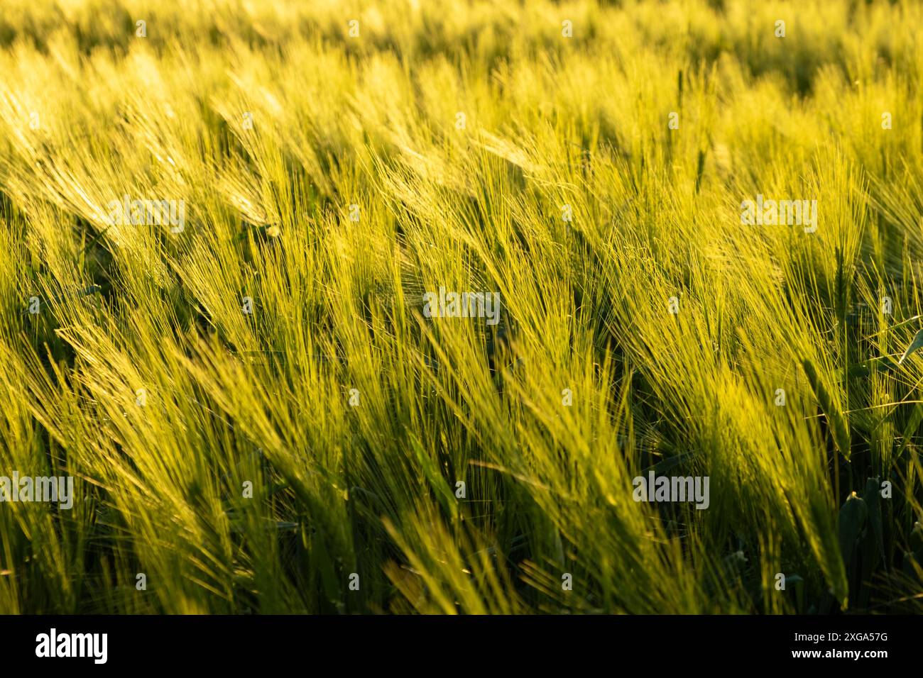 Green field in rural area. Landscape of agricultural cereal fields ...