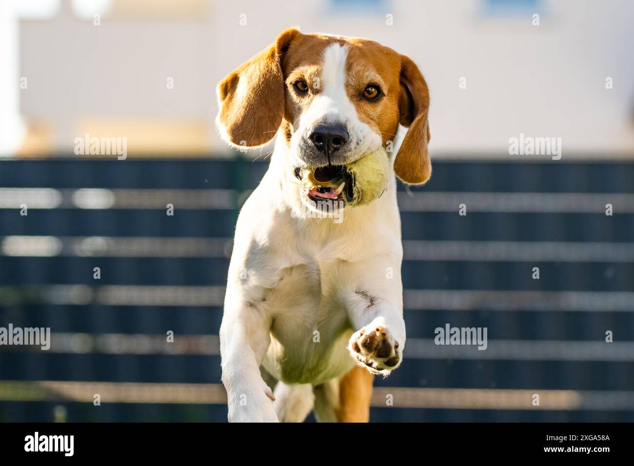Beagle dog on a grass running through garden fetching Stock Photo - Alamy