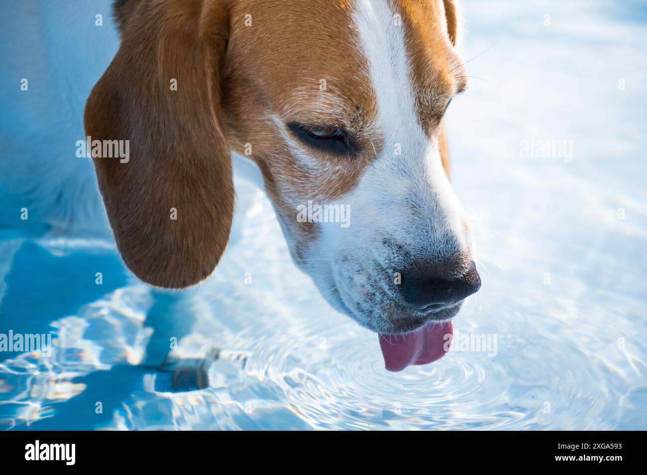 A cute beagle dog in swimming pool cooling down in summer. Dog in ...