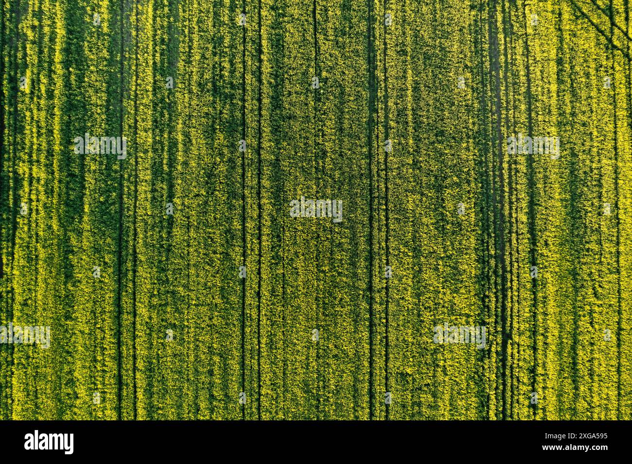 Green field in rural area. Landscape of agricultural cereal fields ...