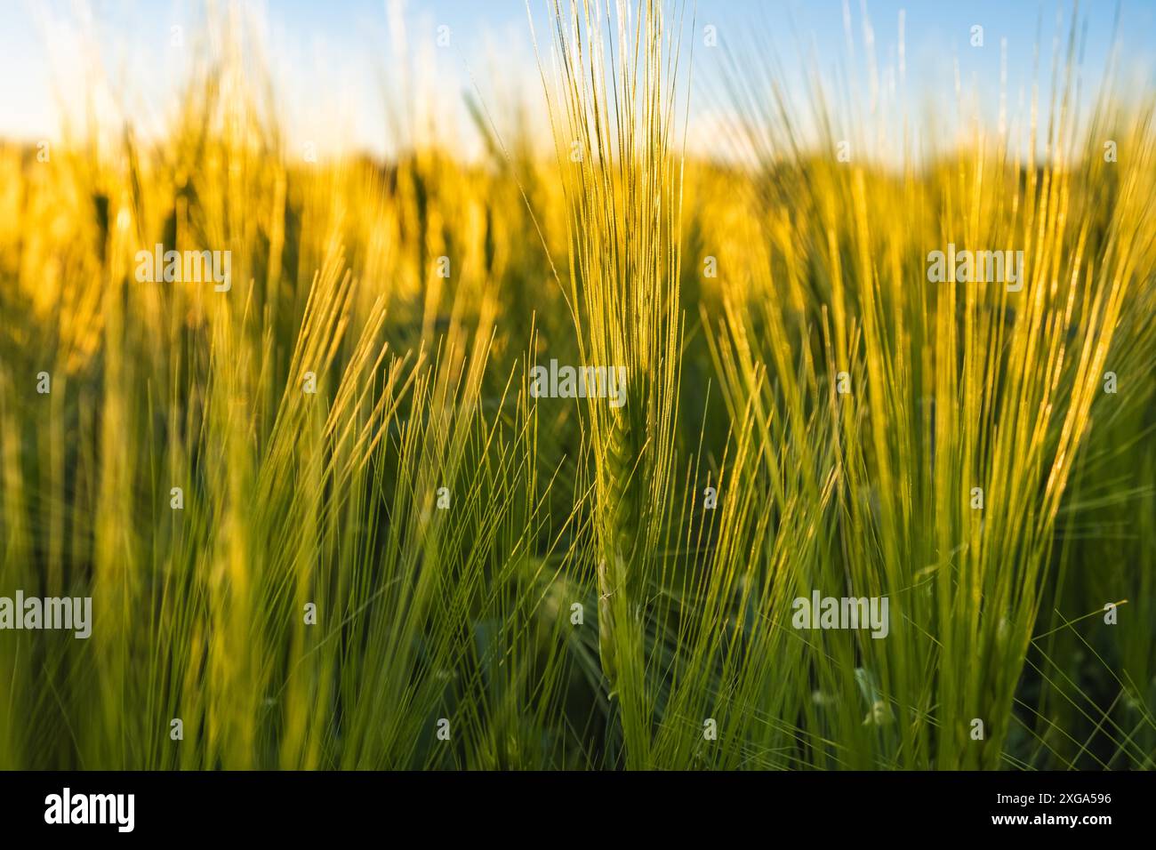 Green field in rural area. Landscape of agricultural cereal fields ...