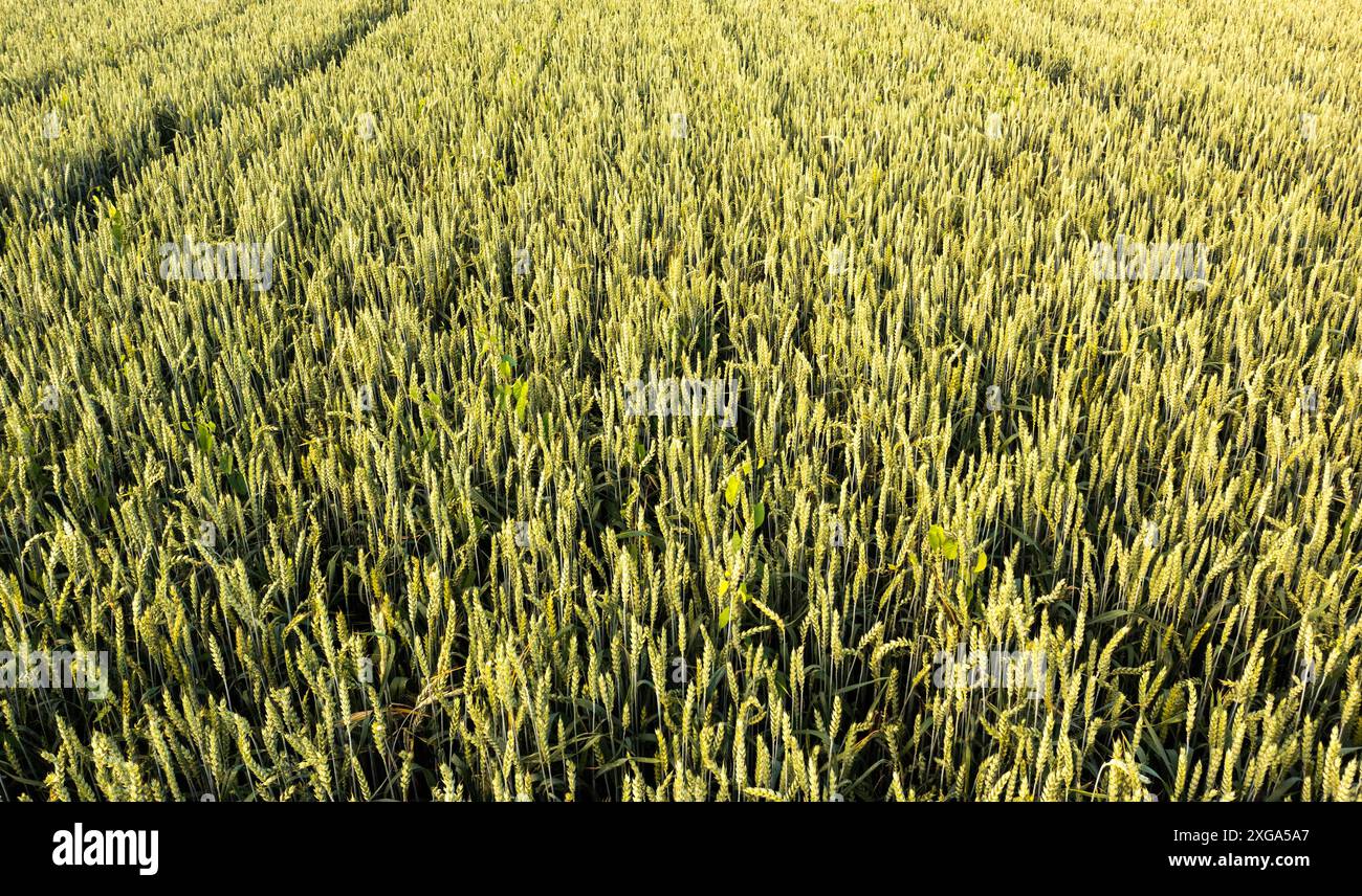 Aerial view agricultural field sunny hi-res stock photography and ...