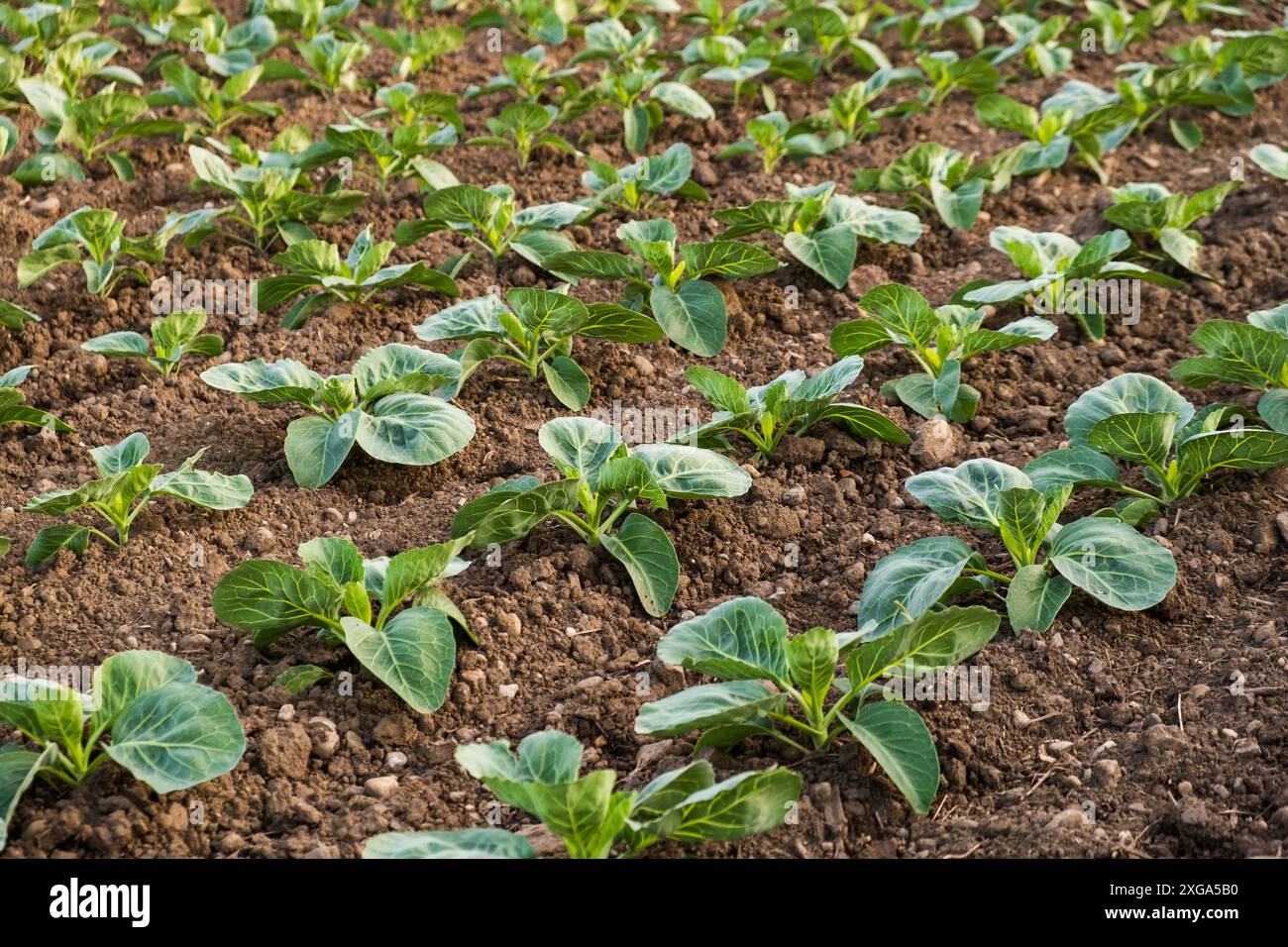 Fresh cabbage from farm field. View of green cabbages plants. Organic ...