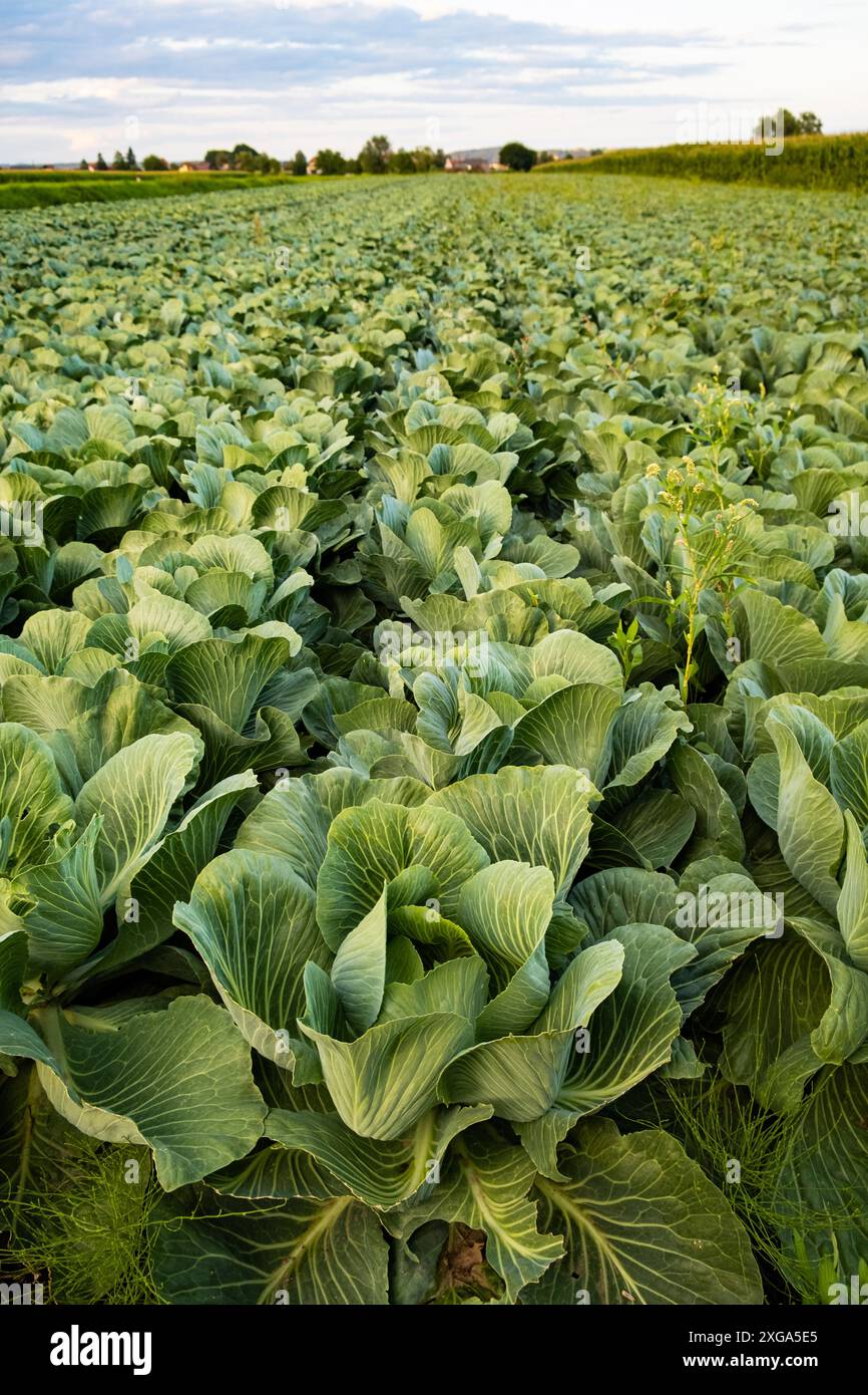 Fresh cabbage from farm field. View of green cabbages plants. Organic ...