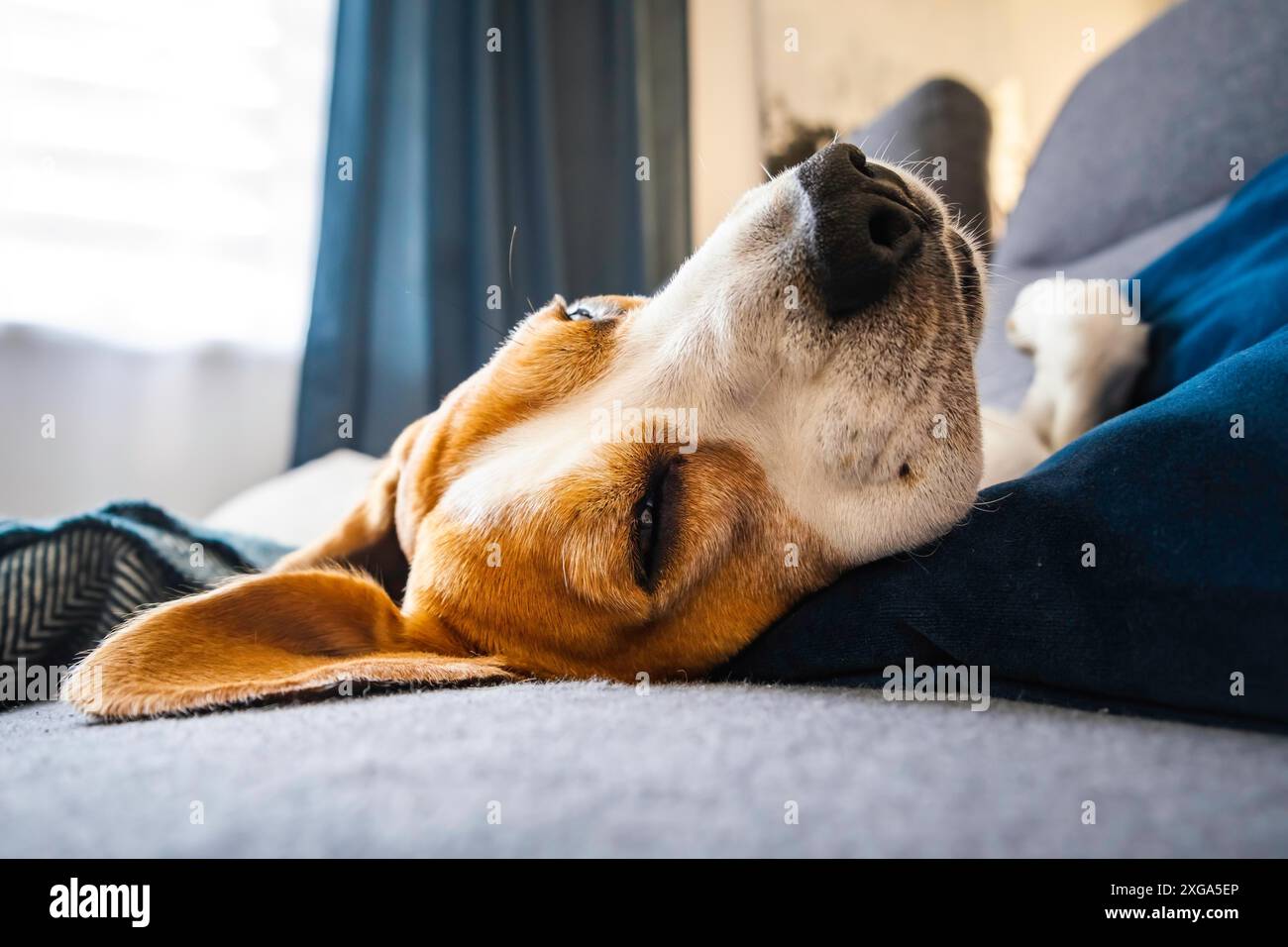 Funny Beagle dog tired sleeps on a couch on his back Stock Photo - Alamy