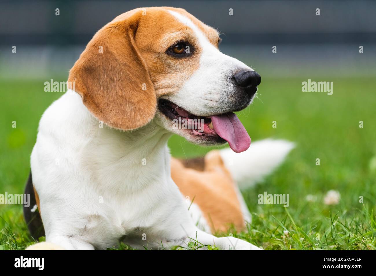 Beagle dog outdoors portrait with tongue out. canine theme Stock Photo ...