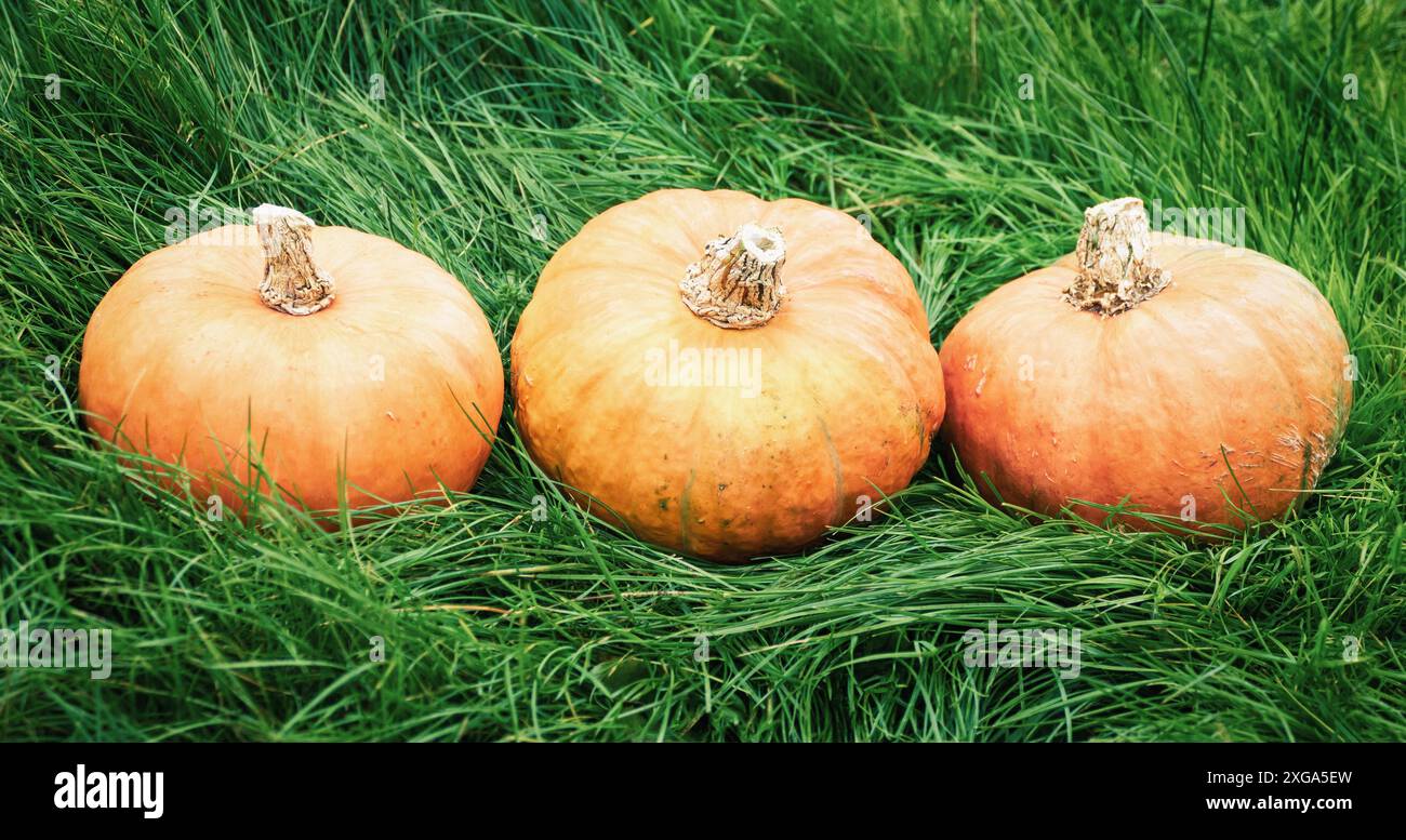 Hello grass hi-res stock photography and images - Alamy
