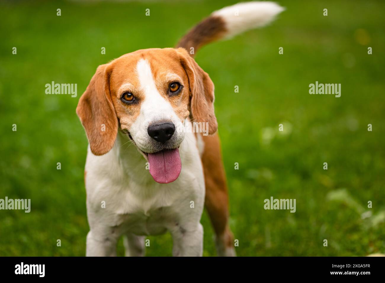 Beagle dog outdoors portrait with tongue out. canine theme Stock Photo ...