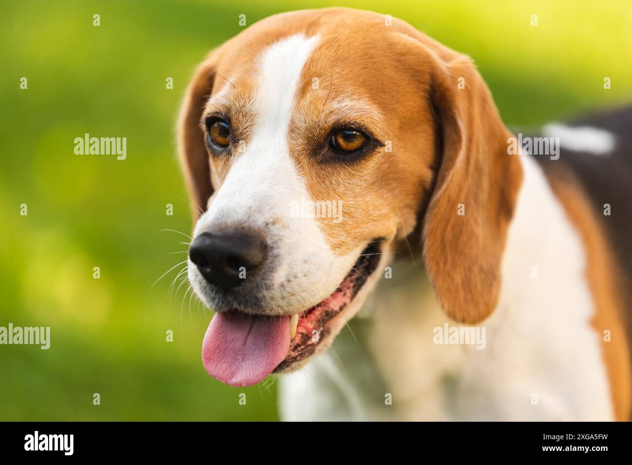 Beagle dog outdoors portrait with tongue out. canine theme Stock Photo ...