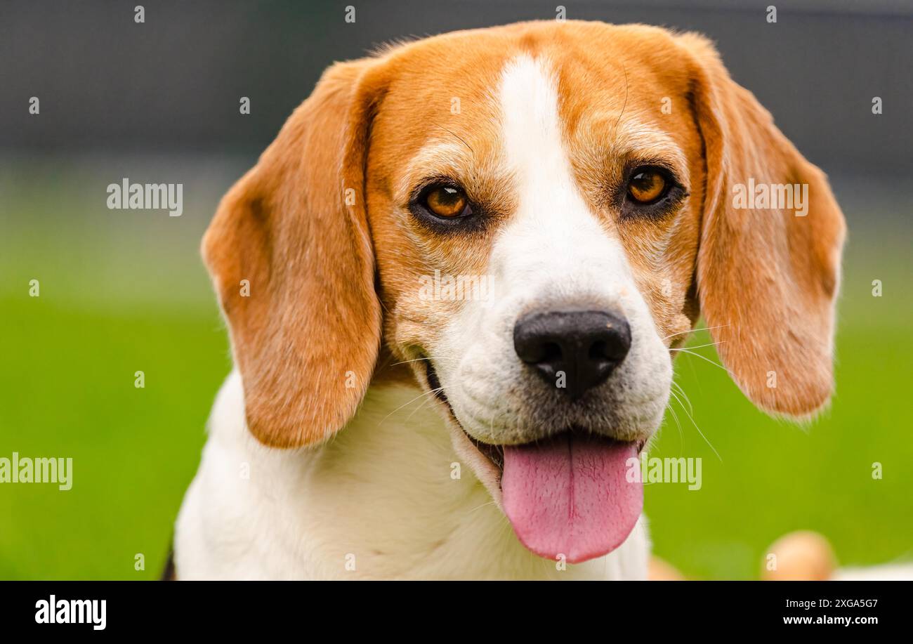 Beagle dog outdoors portrait with tongue out. canine theme Stock Photo ...