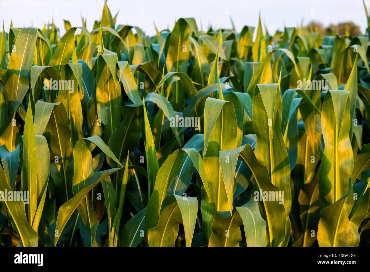 Corn agriculture. Green nature. Rural field on farm land in summer ...
