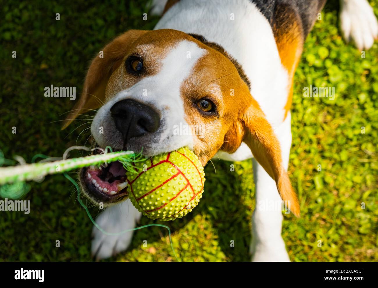 Beagle dog outdoors portraitof tricolor breed canine theme Stock Photo ...