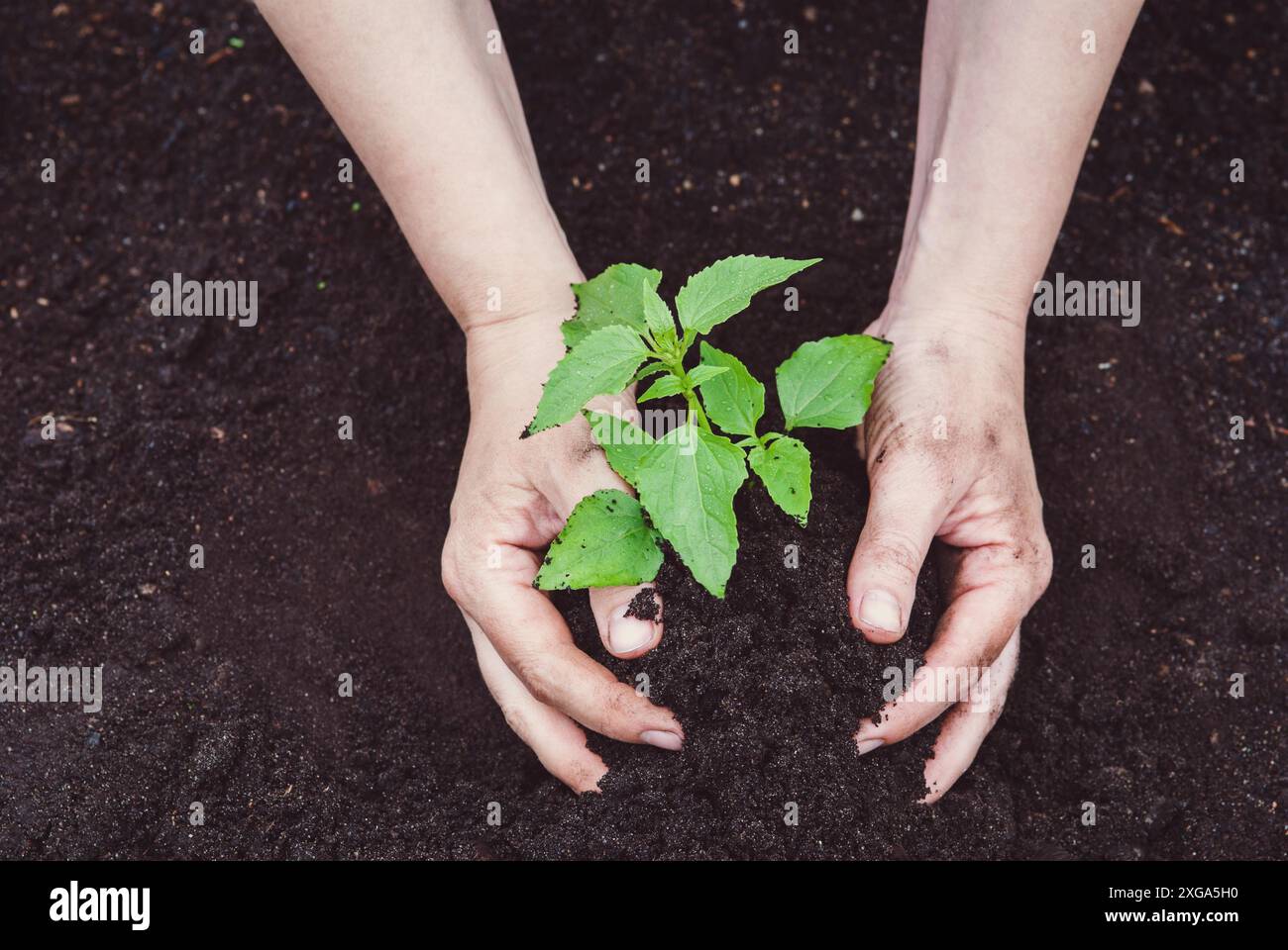 Female gardening high angle shot hi-res stock photography and images ...