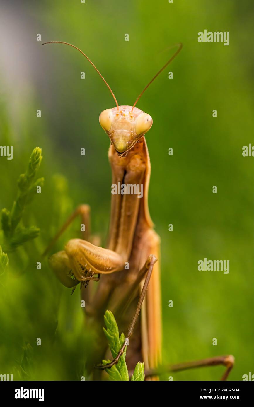 Insect predator behavior hi-res stock photography and images - Alamy