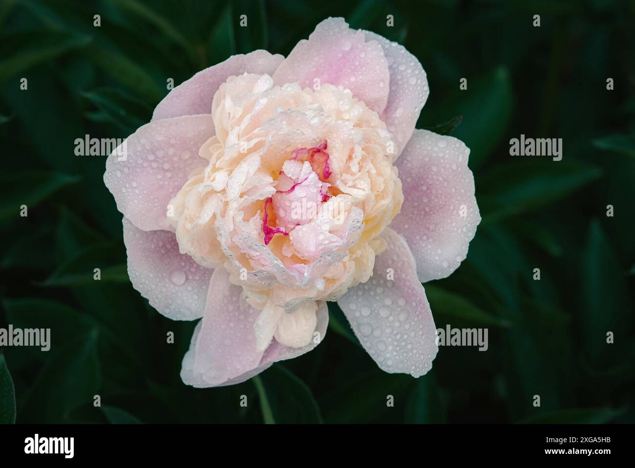 Peony from above hi-res stock photography and images - Alamy