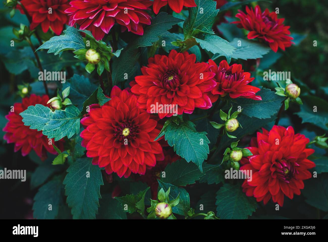 Dahlia coccinea red asteraceae hi-res stock photography and images - Alamy