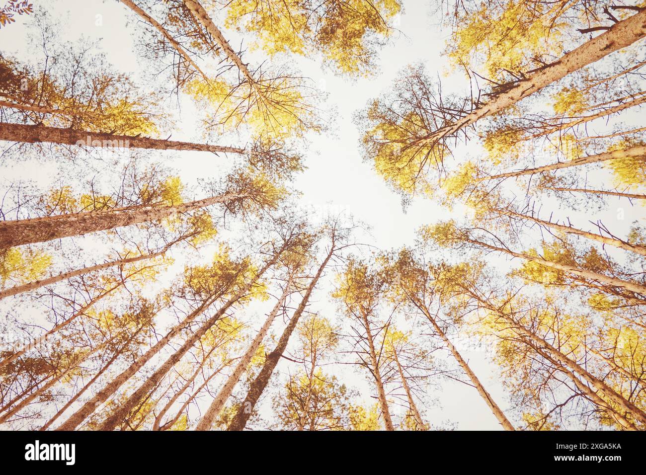 Pale yellow color hi-res stock photography and images - Alamy