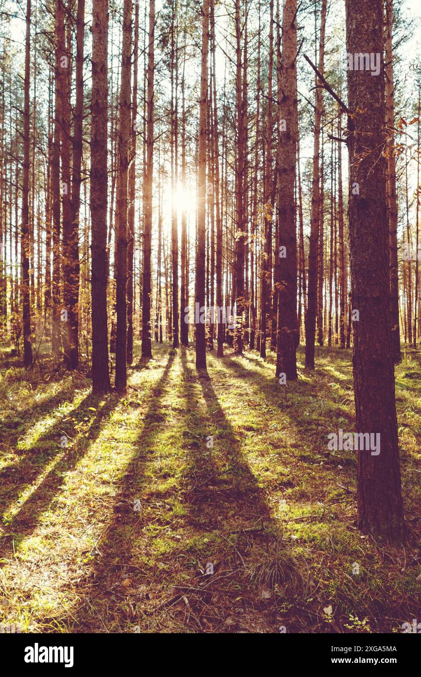 Sun shining through trees in the forest, sun rays, pine trees, grass ...