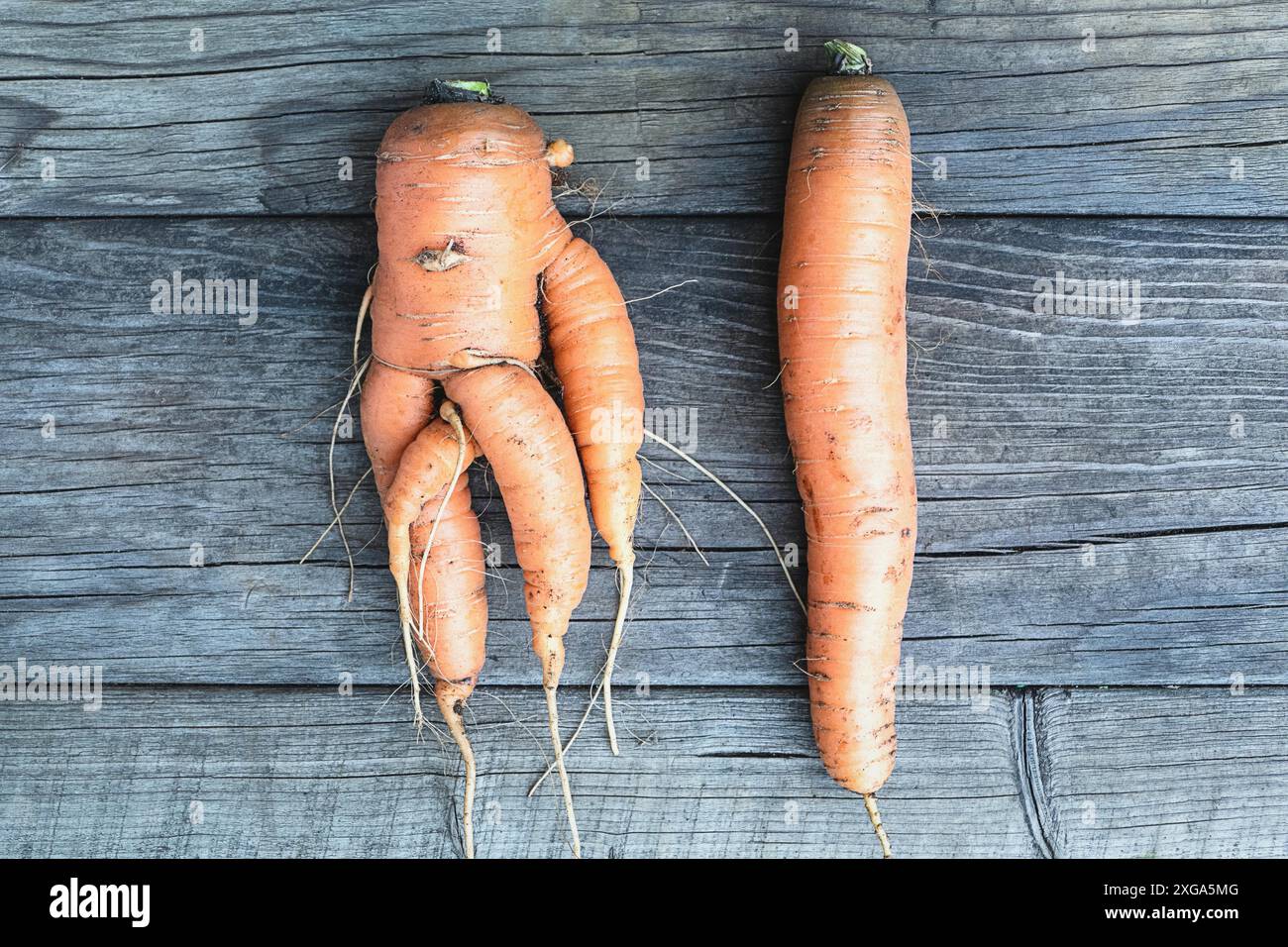 Ugly forked deformed carrot vs regular straight one on wooden ...