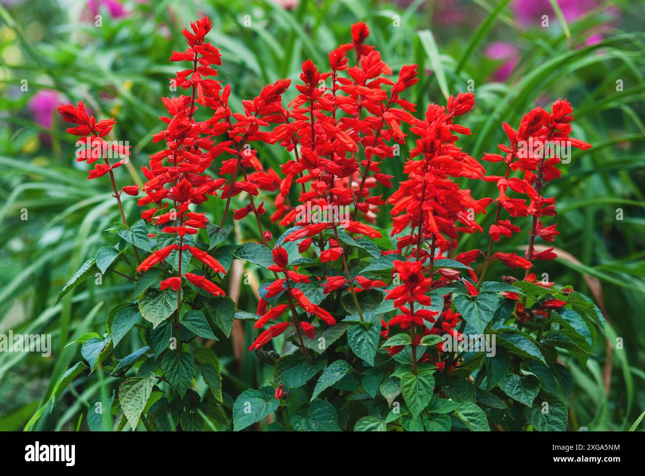 Scarlet sage salvia splendens hi-res stock photography and images - Alamy