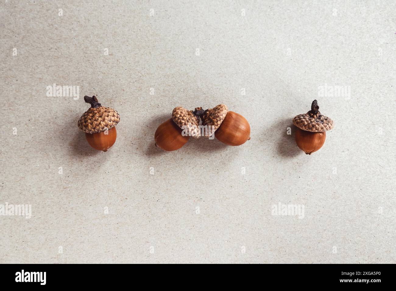 Acorns on brown paper for minimalist fall background, autumn flat lay ...