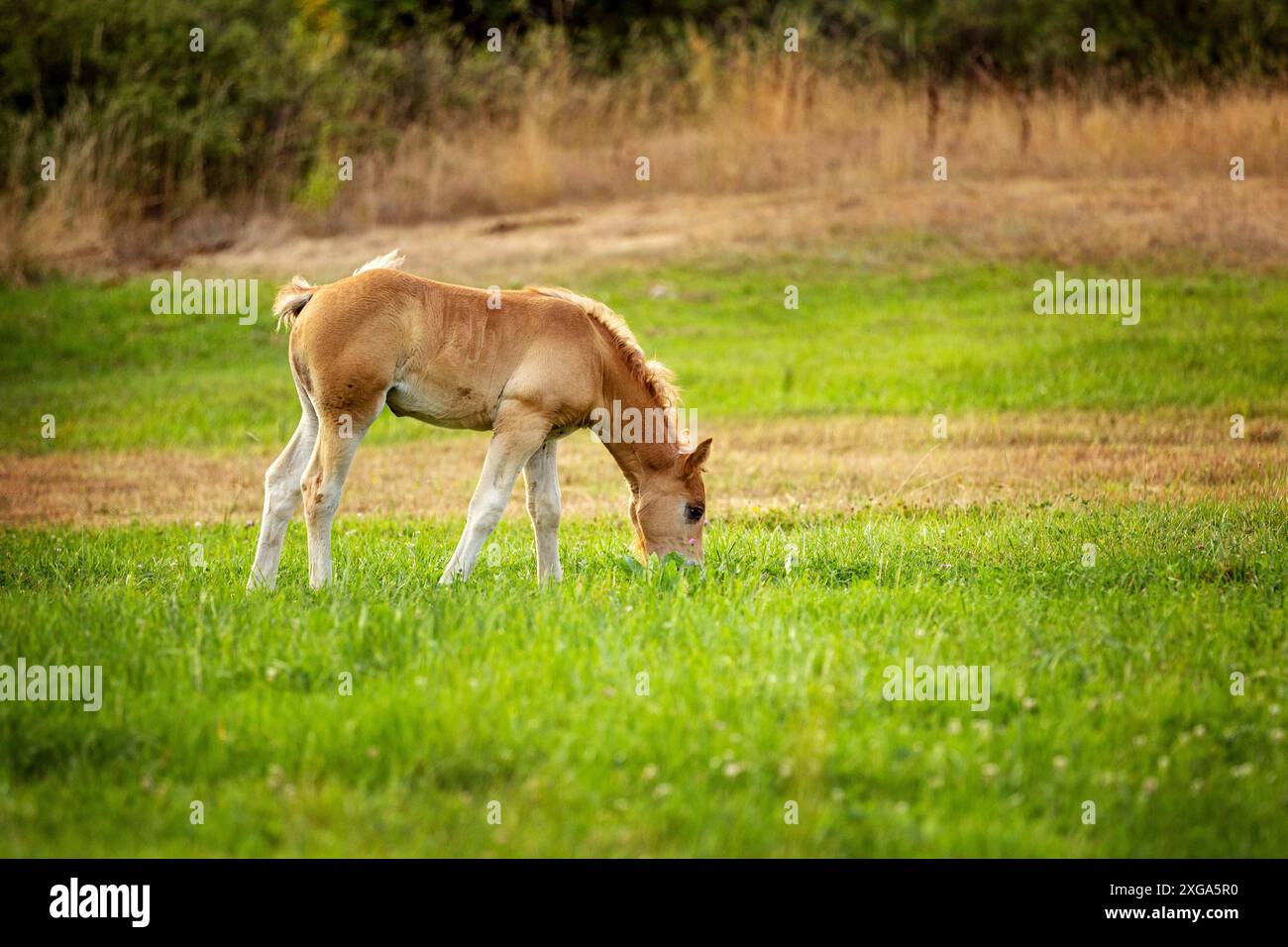 Small horse, cute foal on the pasture, horse theme Stock Photo - Alamy