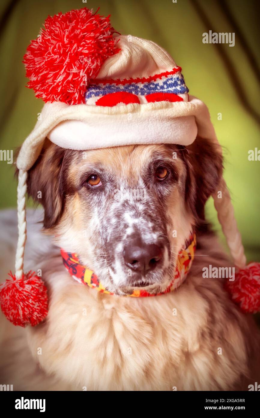 Funny portrait of seriuos bug dog wearing warm knitted hat, winter or ...