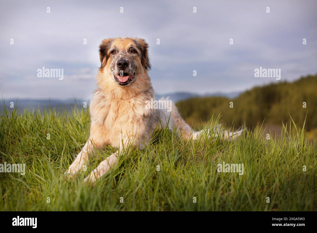Big dog lying on the grass, forest trees and sunset sky behind Stock ...