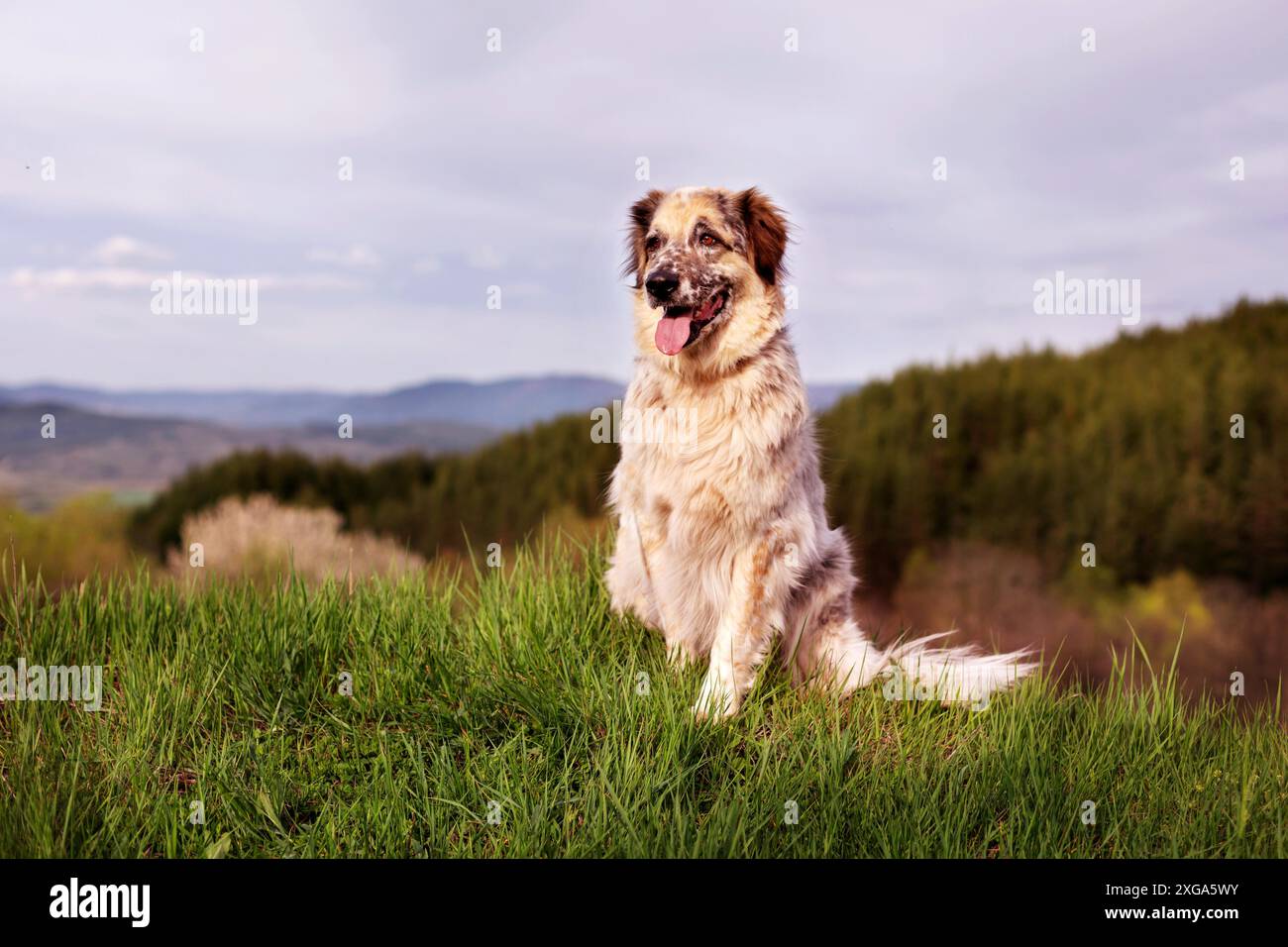 Big dog sitting on hi-res stock photography and images - Alamy