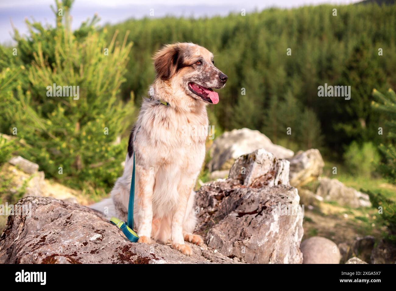 Big dog sitting on the stone, forest trees behind Stock Photo - Alamy