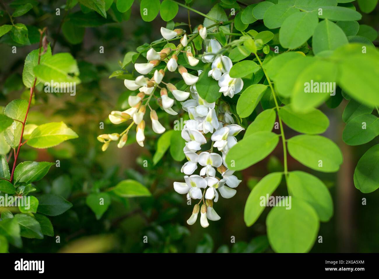 Black locust blossom hi-res stock photography and images - Alamy