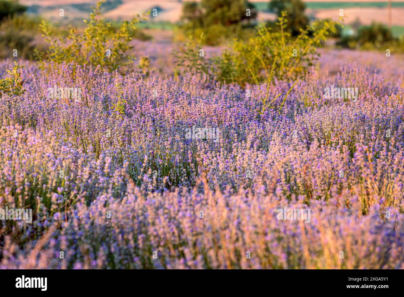 Lavender close-up in the summer, sunset view background Stock Photo - Alamy