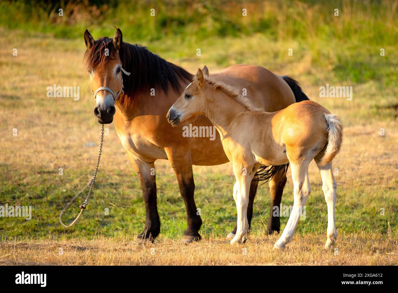 Cute female mare juvenile hi-res stock photography and images - Alamy