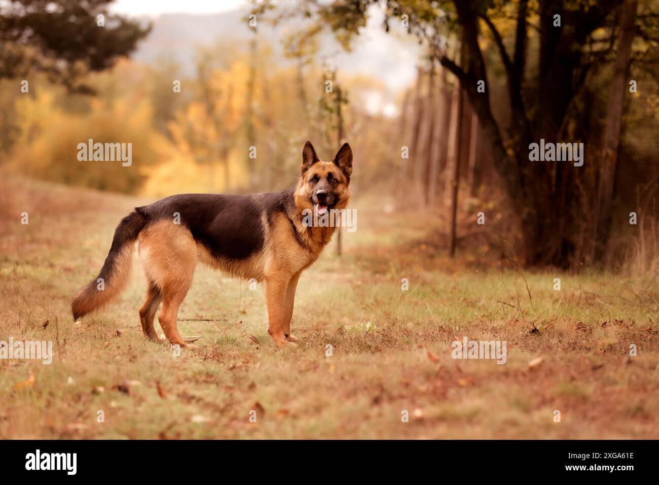 Adorable German shepherd standing in autumn park, colorful trees ...