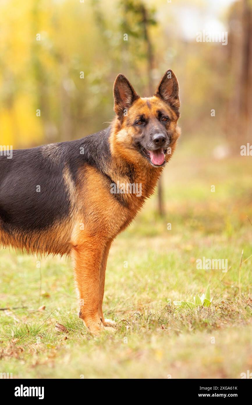 Adorable German shepherd standing in autumn park, close-up profile ...