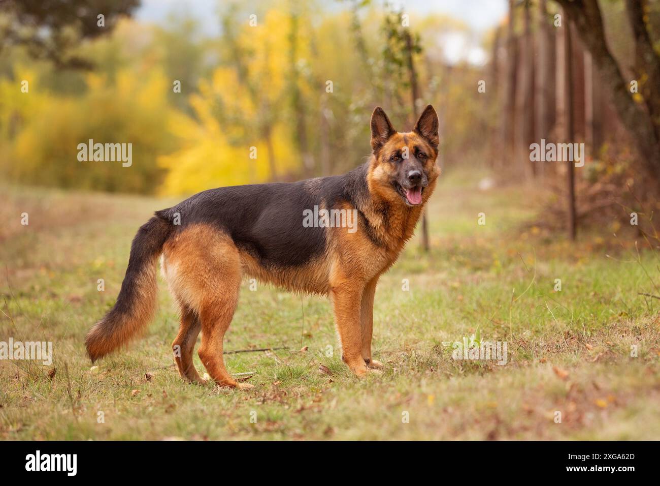 Adorable German shepherd standing in autumn park, colorful trees ...