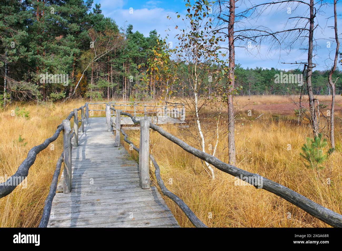A bog in autumn with foliage colouring of trees, the Loben in the ...