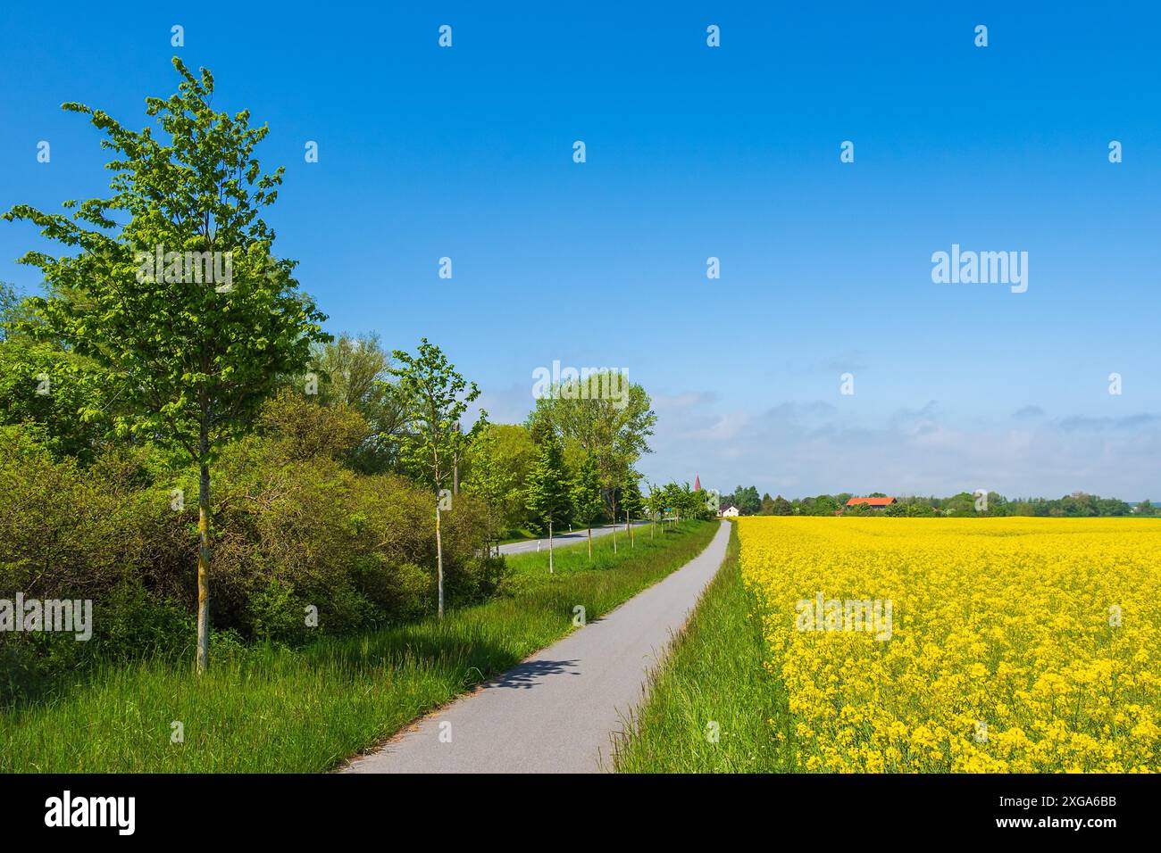 Rapeseed field, cycle path and road with trees near Parkentin Stock ...