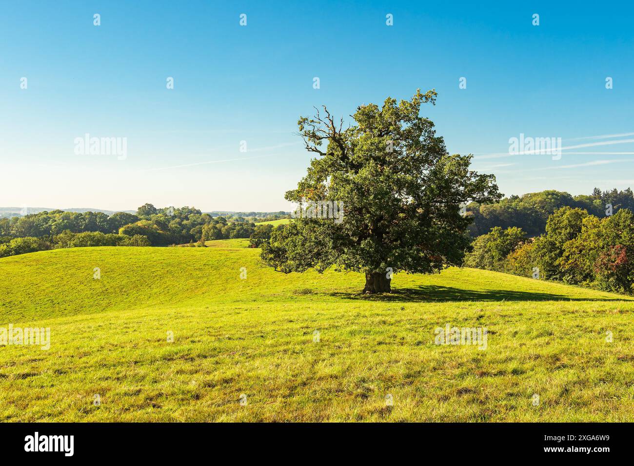Landscape with paddock and trees near Hohen Demzin Stock Photo - Alamy
