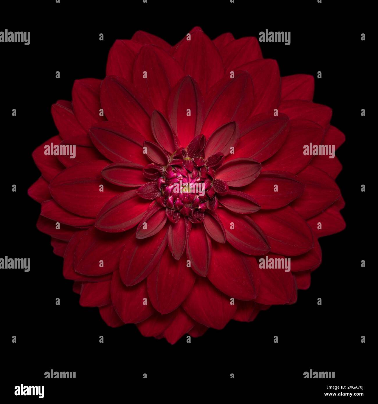 Dahlia coccinea red asteraceae hi-res stock photography and images - Alamy