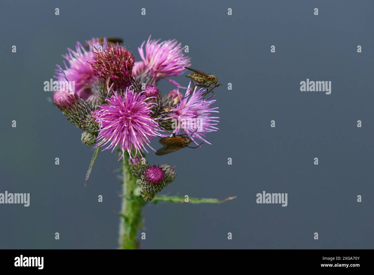 Creeping thistle (Cirsium arvense) with insects Stock Photo - Alamy