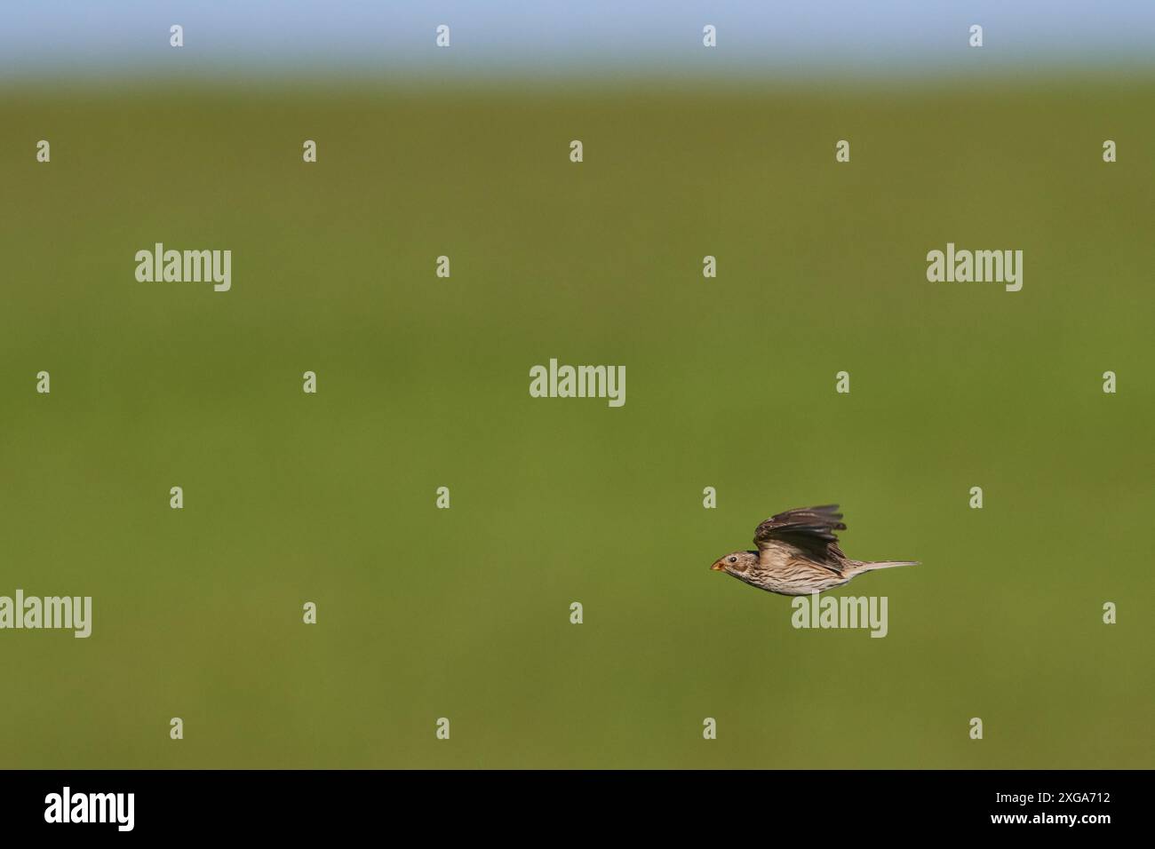 Corn bunting in flight. Corn bunting (Emberiza calandra) in flight ...