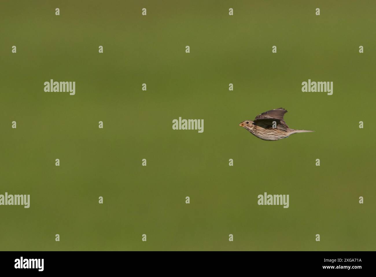 Corn bunting in flight. Corn bunting (Emberiza calandra) in flight ...